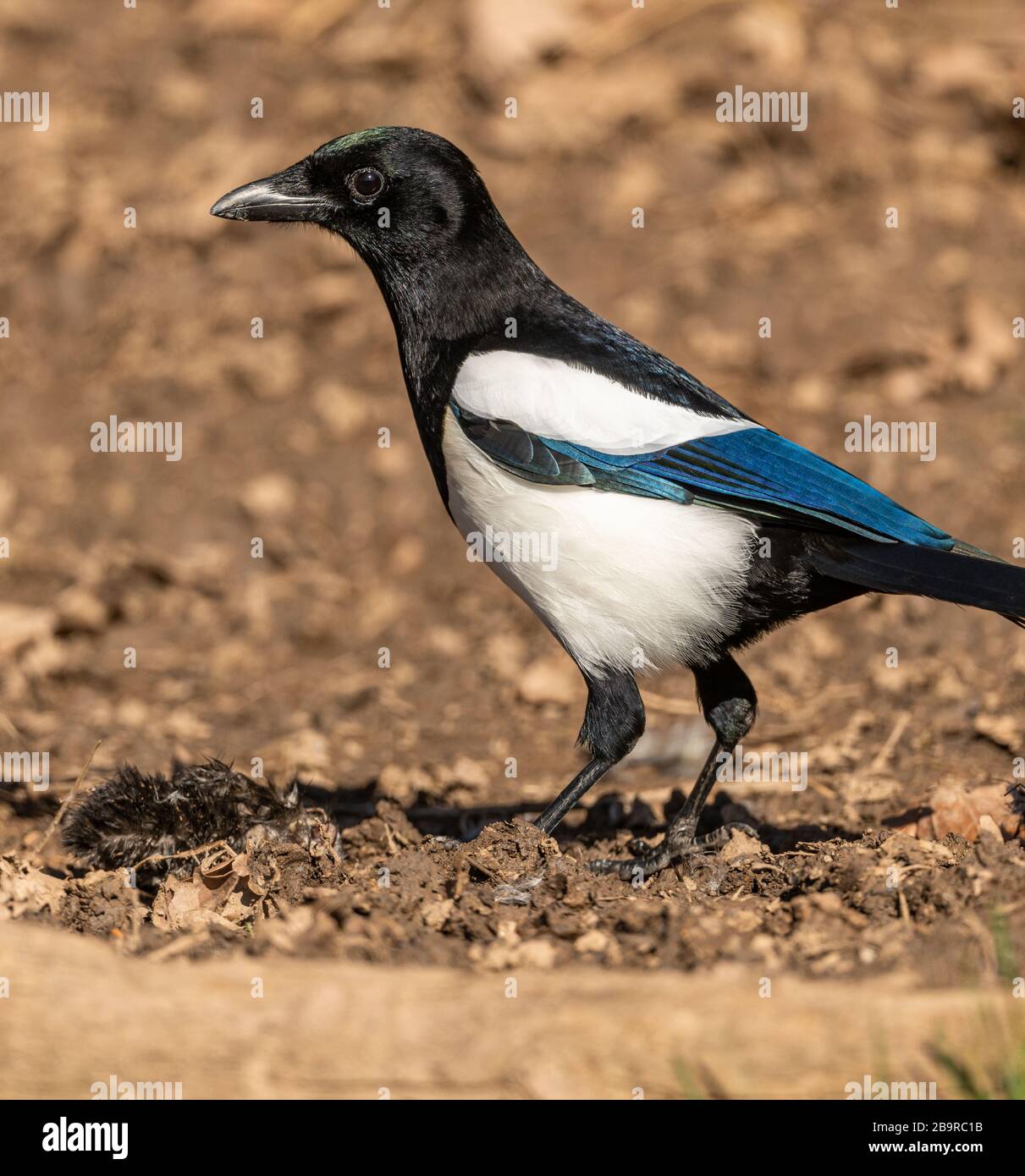 magpie portrait standing on the ground, animal wild Stock Photo - Alamy