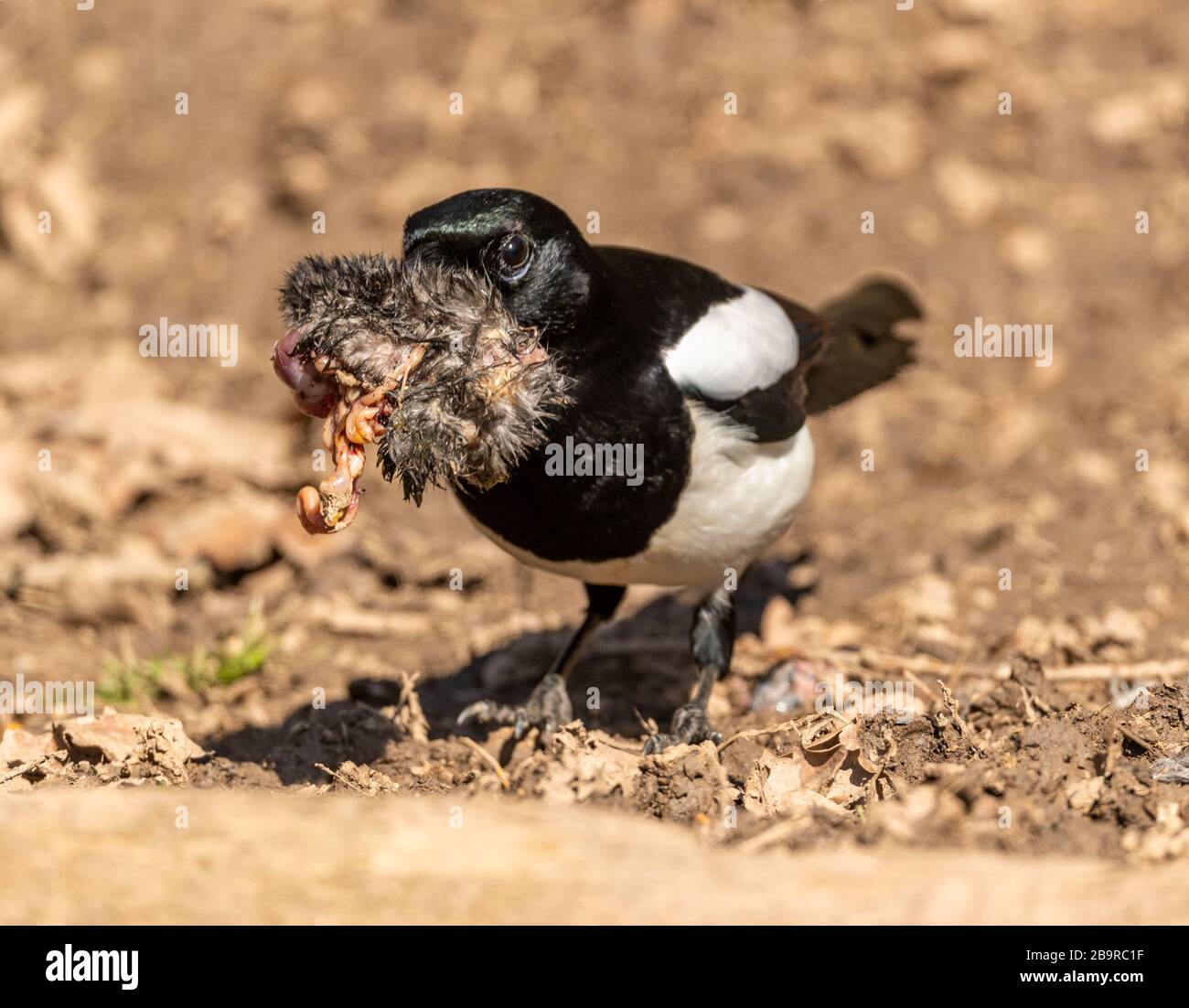Carrion in beak hi-res stock photography and images - Alamy