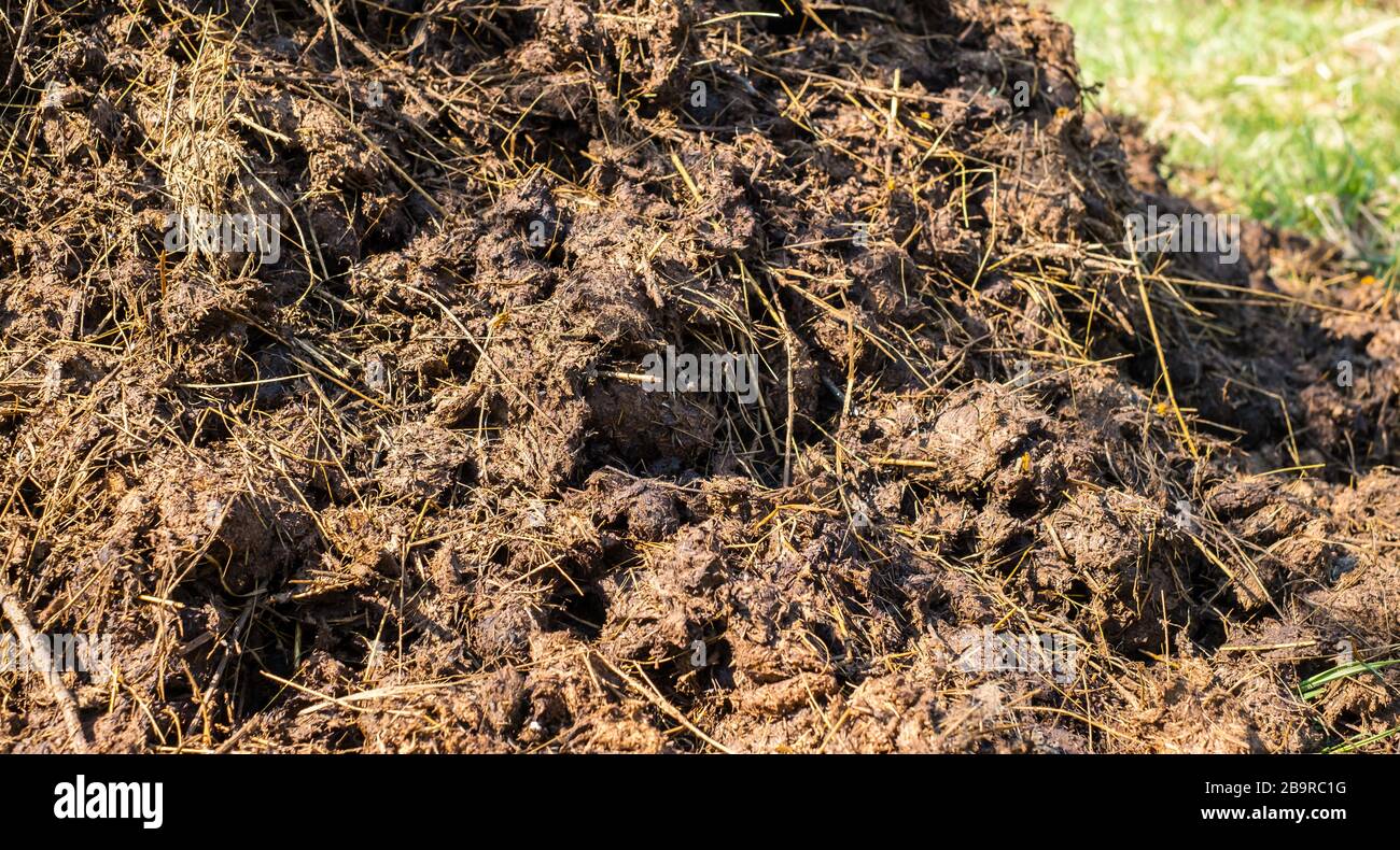 Piles of cow manure on the farm to fertilize the ground Stock Photo - Alamy