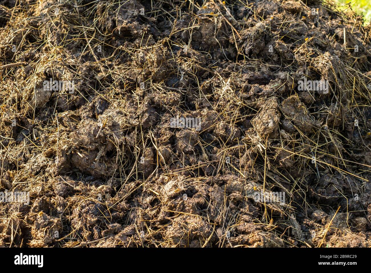 Piles of cow manure on the farm to fertilize the ground Stock Photo - Alamy