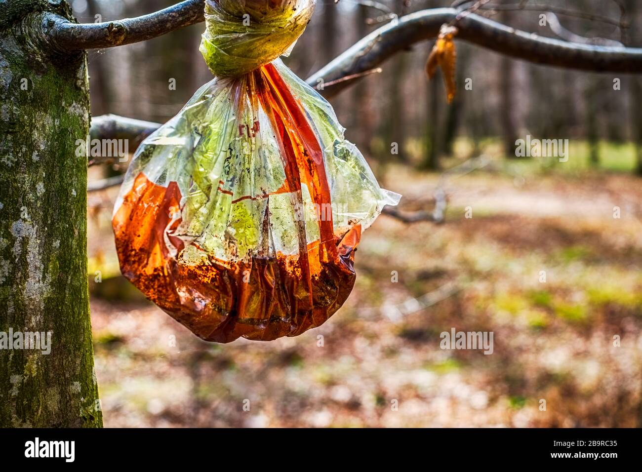 plastic bag with rotten food on a branch in the forest Stock Photo - Alamy