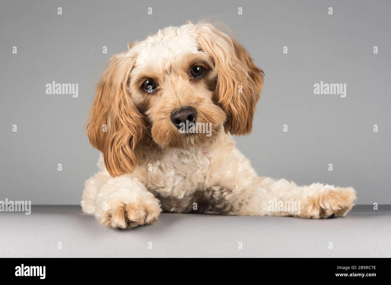 Male Cavapoo puppy photographed in the UK Stock Photo - Alamy
