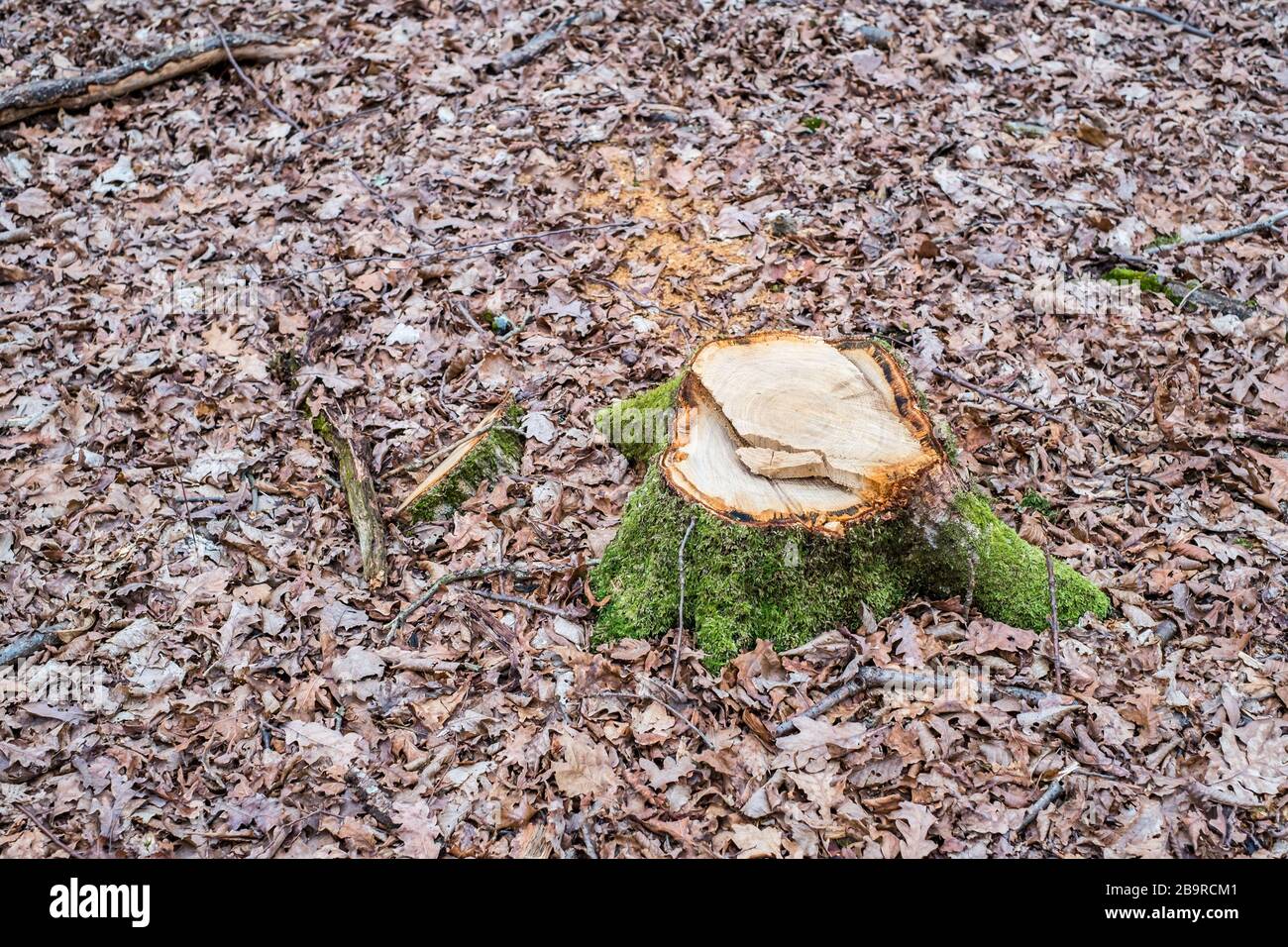 Stump of freshly cut tree in forest Stock Photo - Alamy