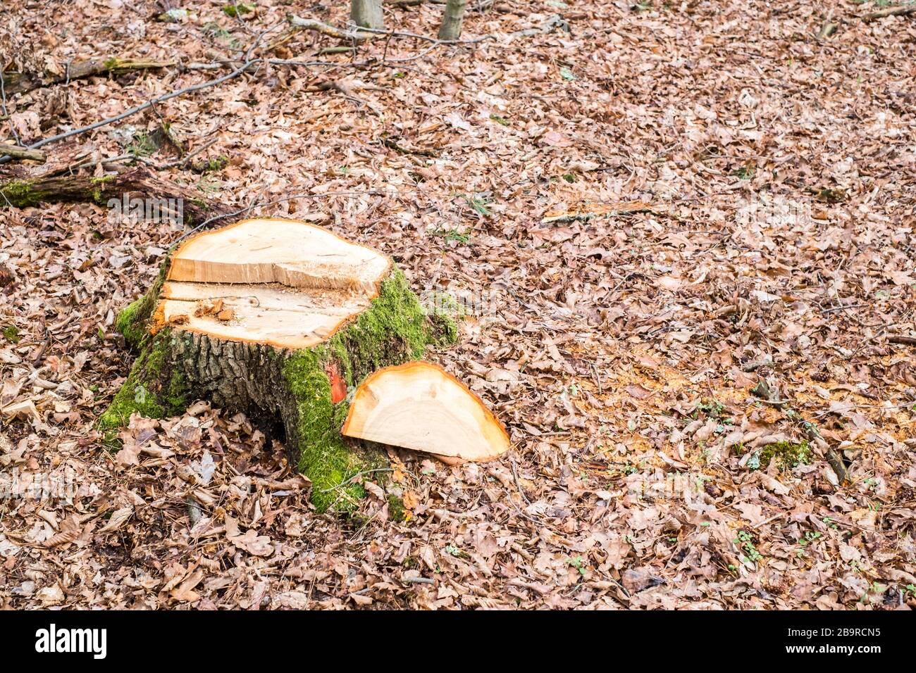 Stump of freshly cut tree in forest Stock Photo - Alamy