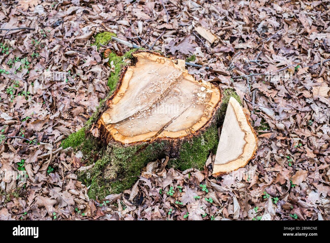 Stump of freshly cut tree in forest Stock Photo - Alamy