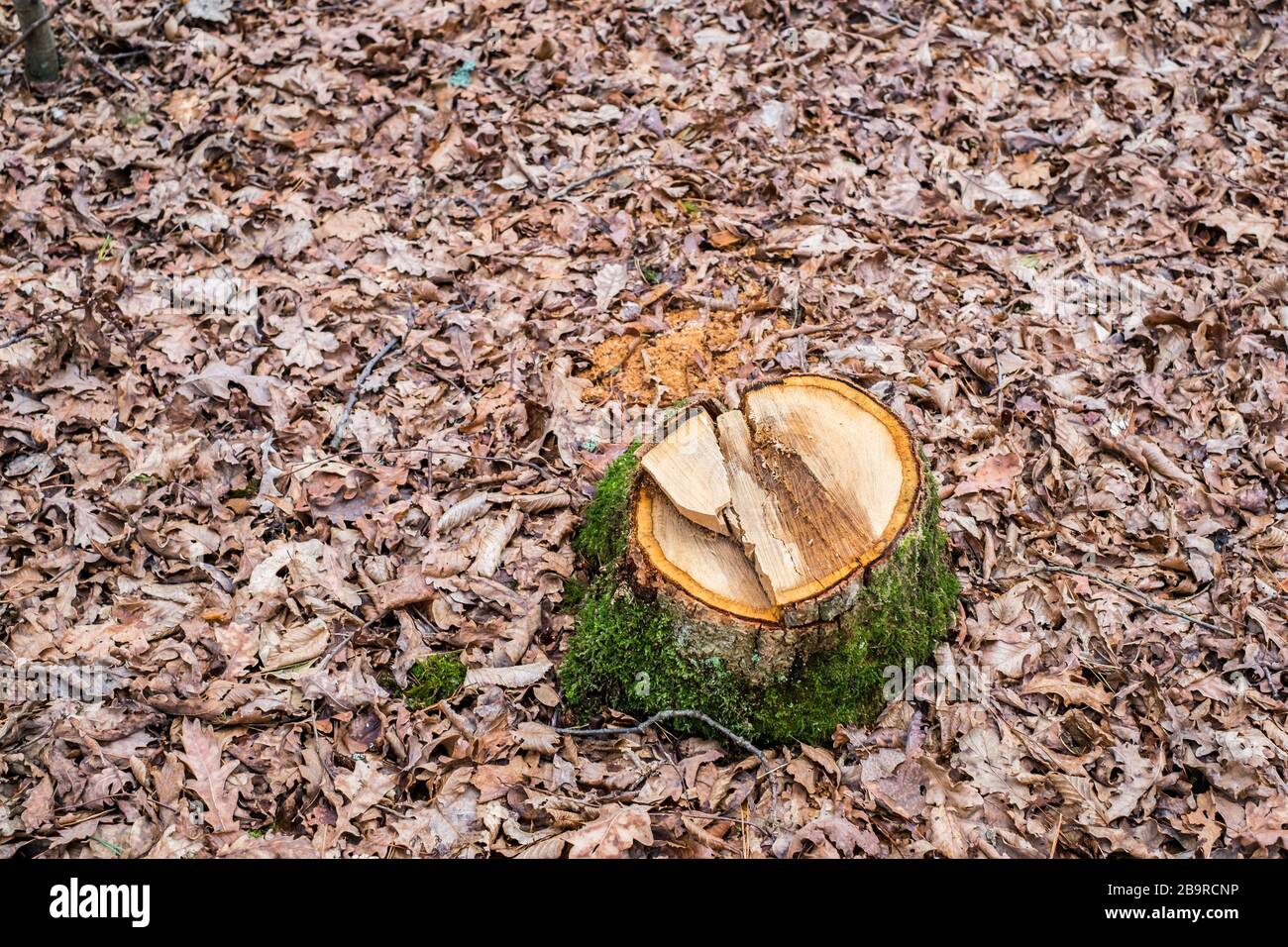Stump of freshly cut tree in forest Stock Photo - Alamy
