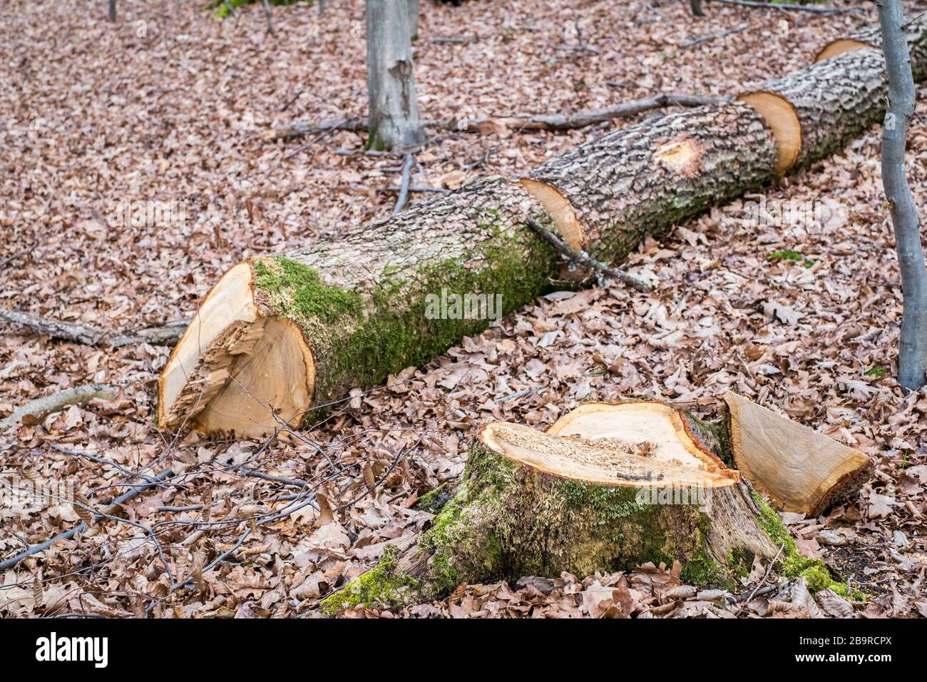 Stump of freshly cut tree in forest Stock Photo - Alamy