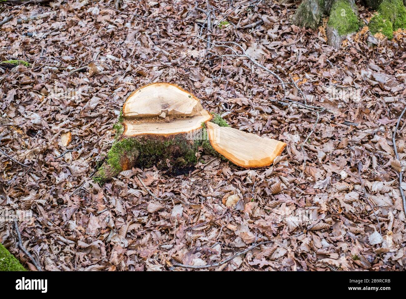 Stump of freshly cut tree in forest Stock Photo - Alamy