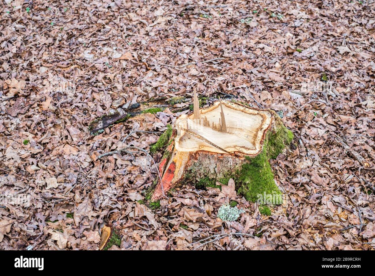 Stump of freshly cut tree in forest Stock Photo - Alamy