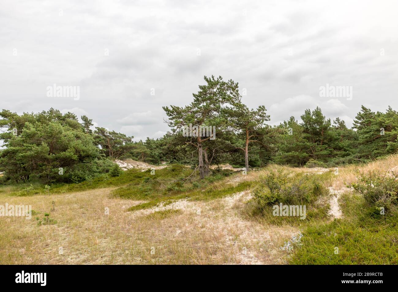 Single pine tree stands hi-res stock photography and images - Alamy