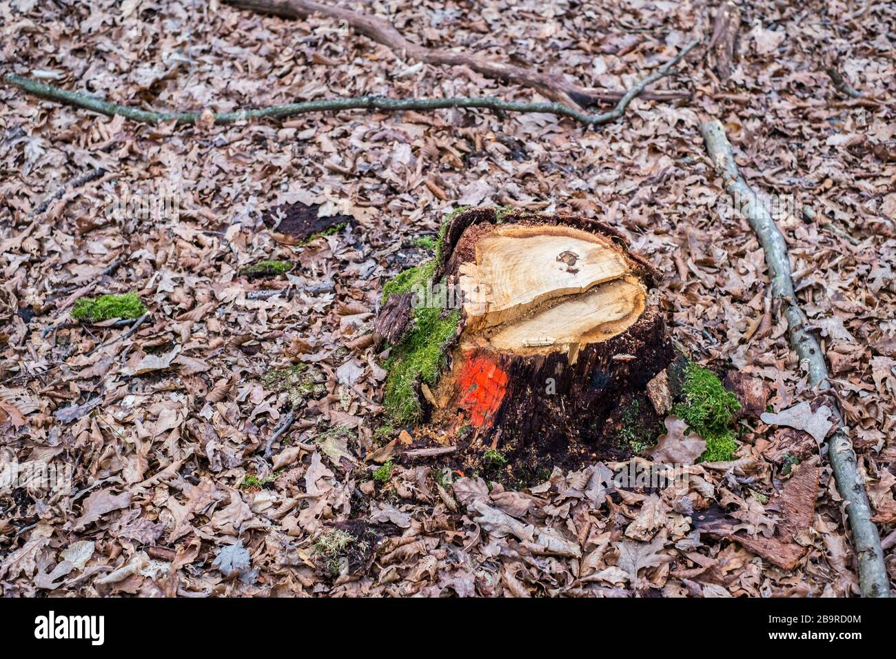 Stump of freshly cut tree in forest Stock Photo - Alamy