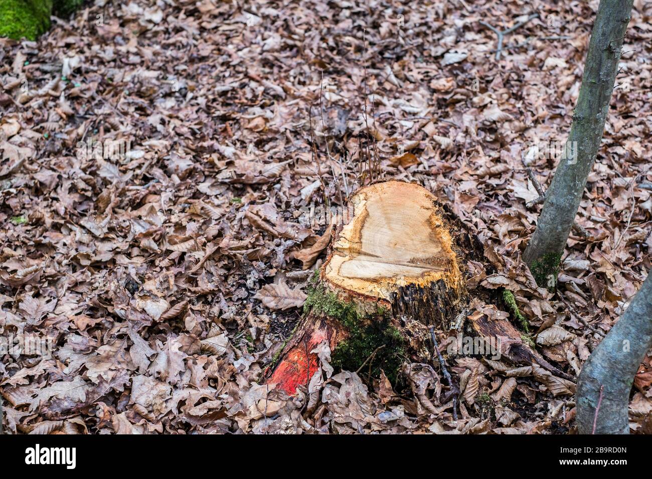 Stump of freshly cut tree in forest Stock Photo - Alamy