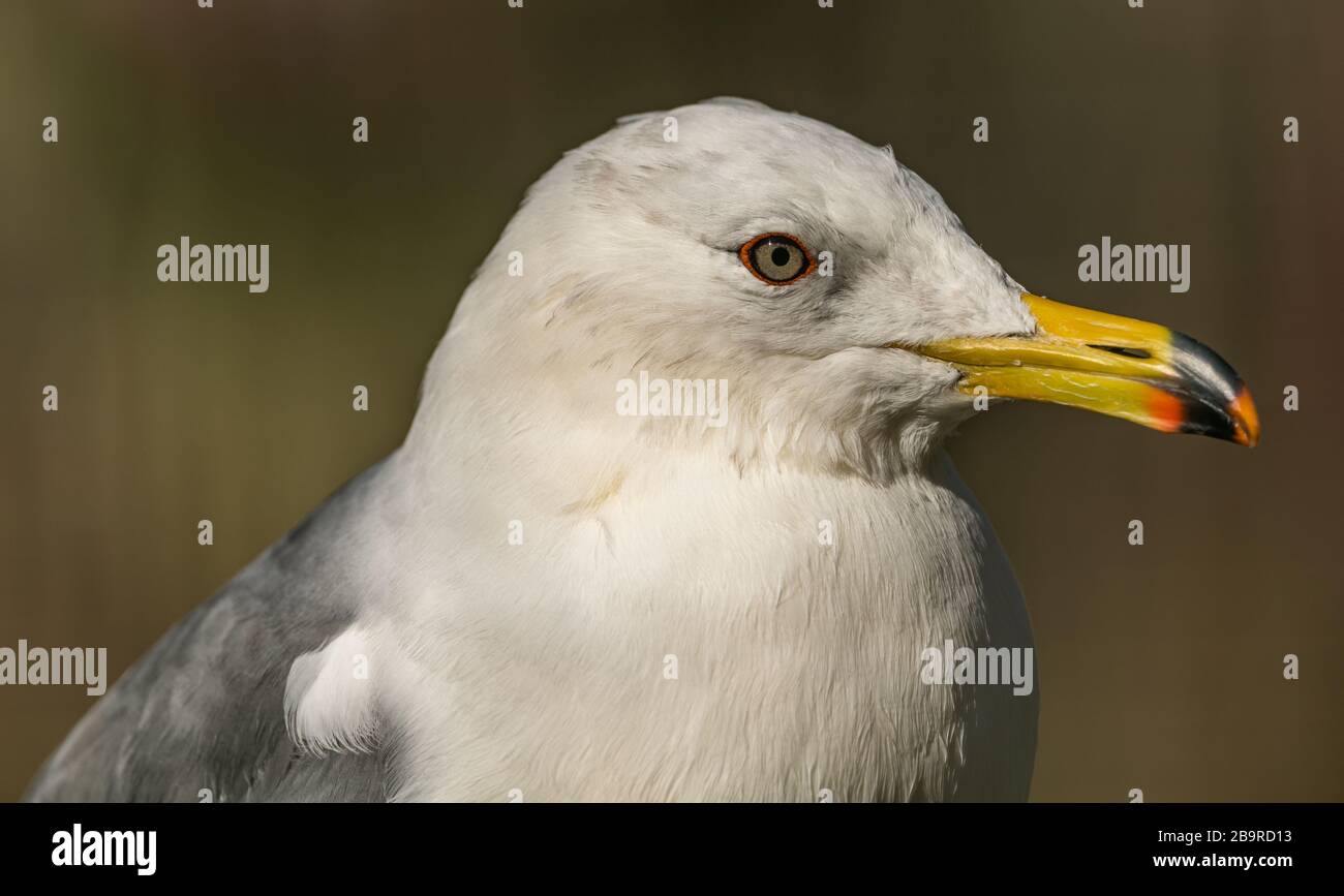 portrait of seagull standing in the sun, animal zoo Stock Photo - Alamy
