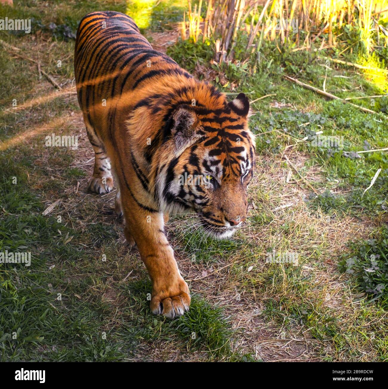Bengal tiger cub walking jungle hi-res stock photography and images - Alamy