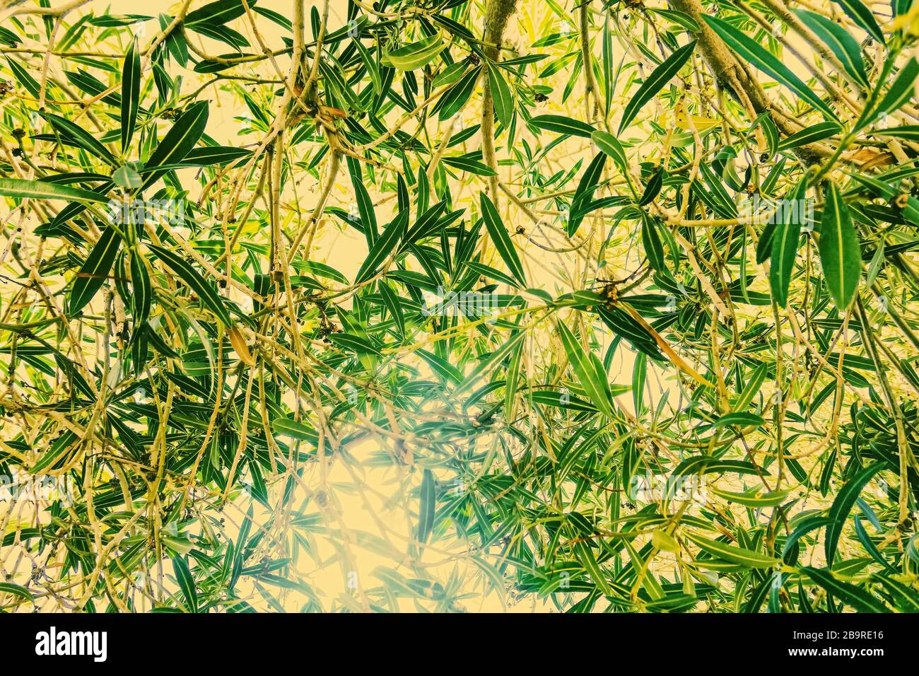 Botanical background, olive tree branches and leaves in summer ...
