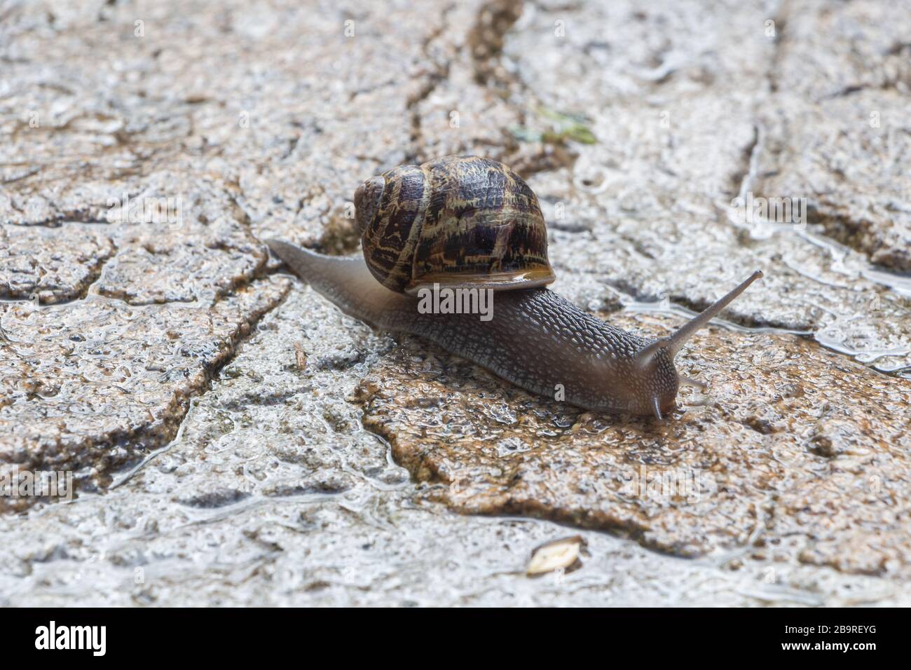 Snail stones hi-res stock photography and images - Alamy