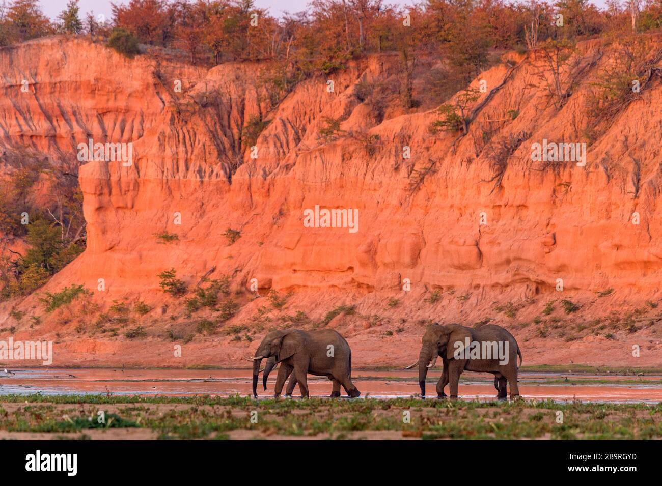Elephant's seen in front of the Chilojo cliffs in Zimbabwe's Gonarezhou ...