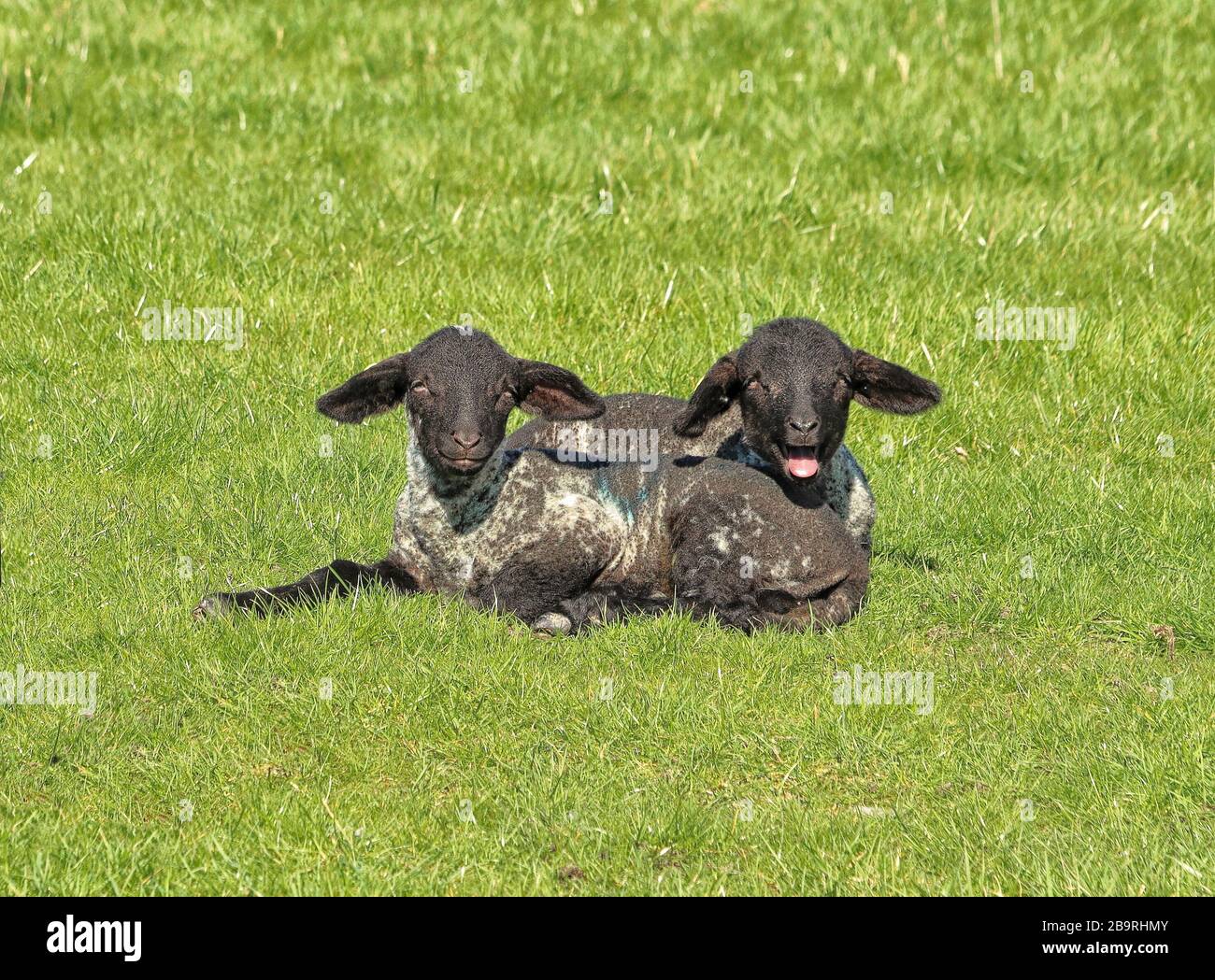 Cute spring lambs hi-res stock photography and images - Alamy