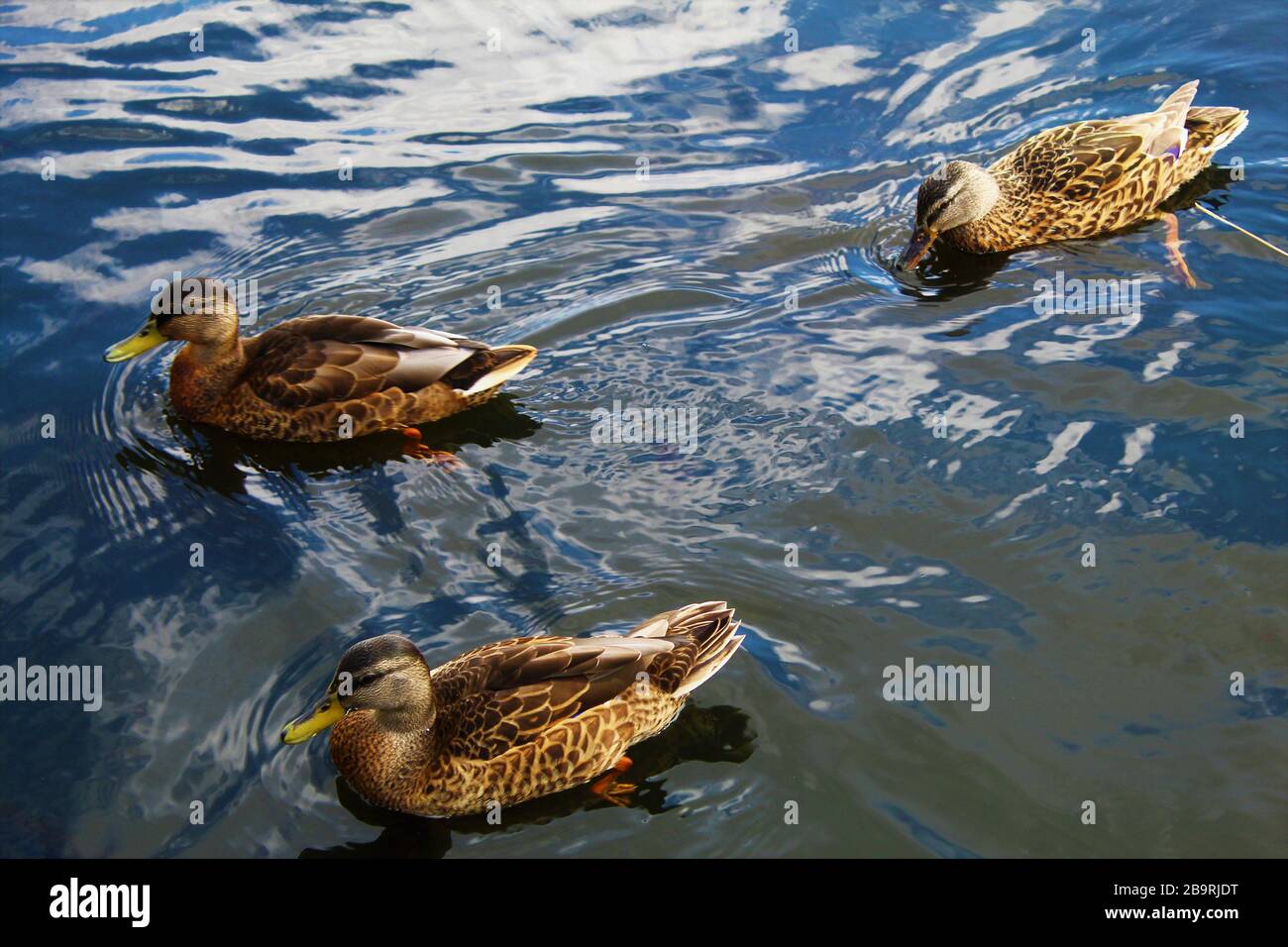 Three ducks paddling hi-res stock photography and images - Alamy