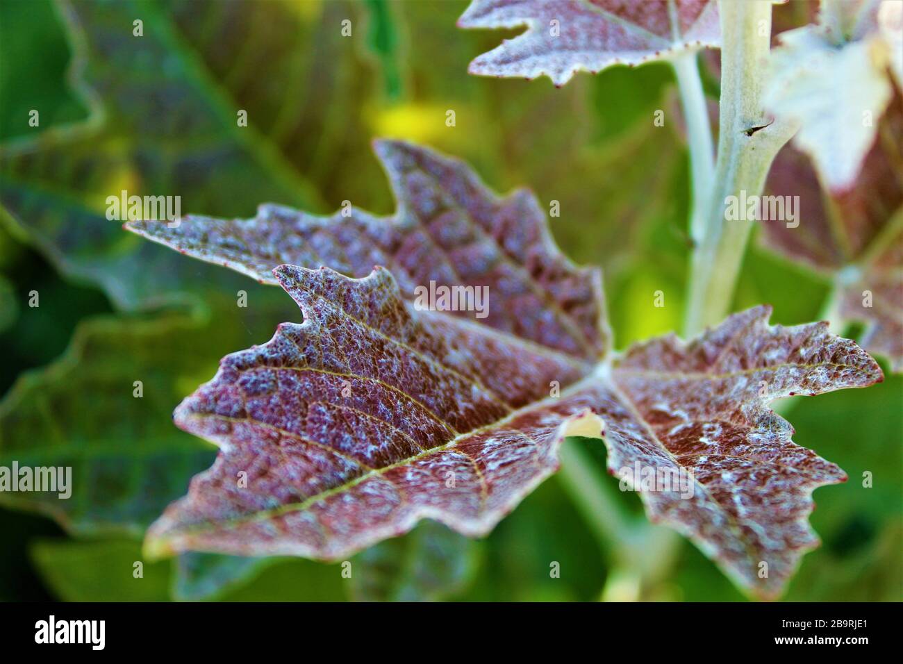 close up leaf Stock Photo - Alamy
