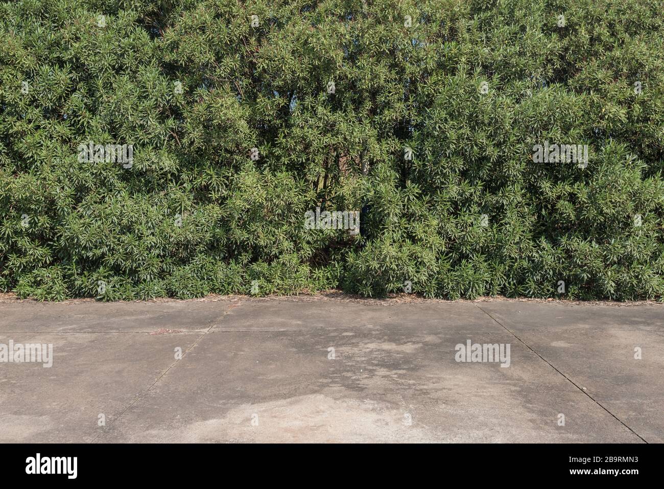 parking lot with the bush Stock Photo - Alamy