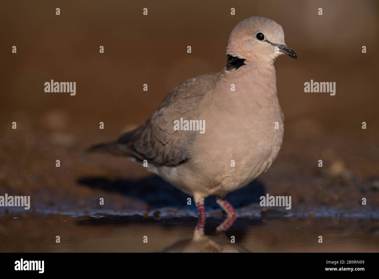Cape Turtle Dove Stock Photo - Alamy