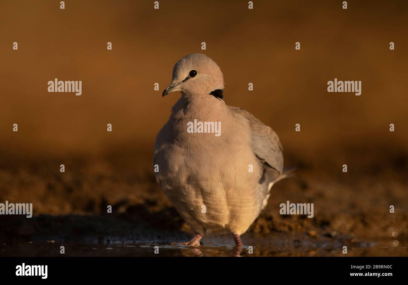 Cape Turtle Dove Stock Photo - Alamy