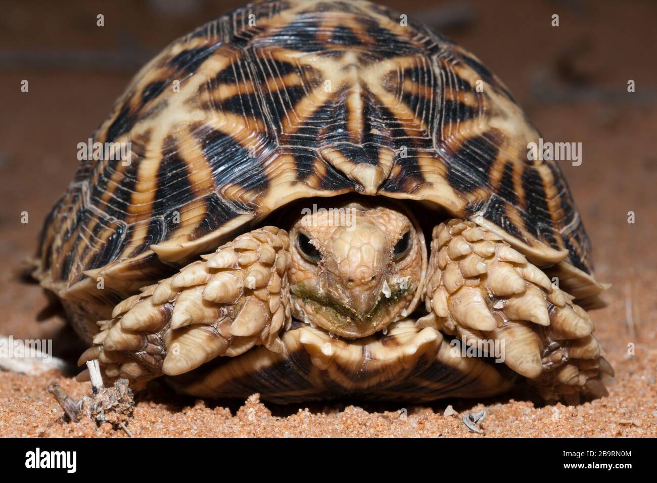 Kalahari tent tortoise hi-res stock photography and images - Alamy