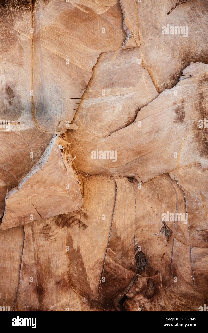 Vertical Wood Background - Cutted Tree Trunk Close Up Stock Photo - Alamy