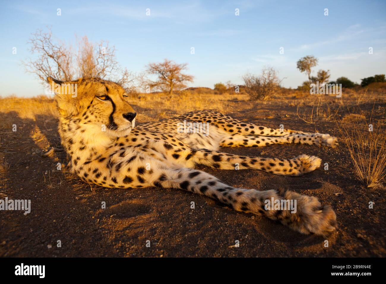 Male subadult Cheetah, Acinonyx jubatus, Kalahari Basin, Namibia Stock ...