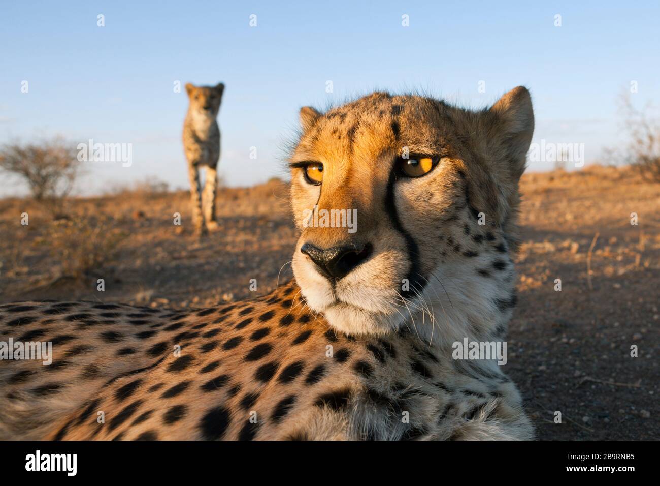 Male subadult Cheetah, Acinonyx jubatus, Kalahari Basin, Namibia Stock ...