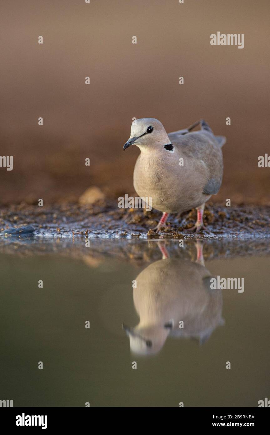 Cape Turtle Dove Stock Photo - Alamy