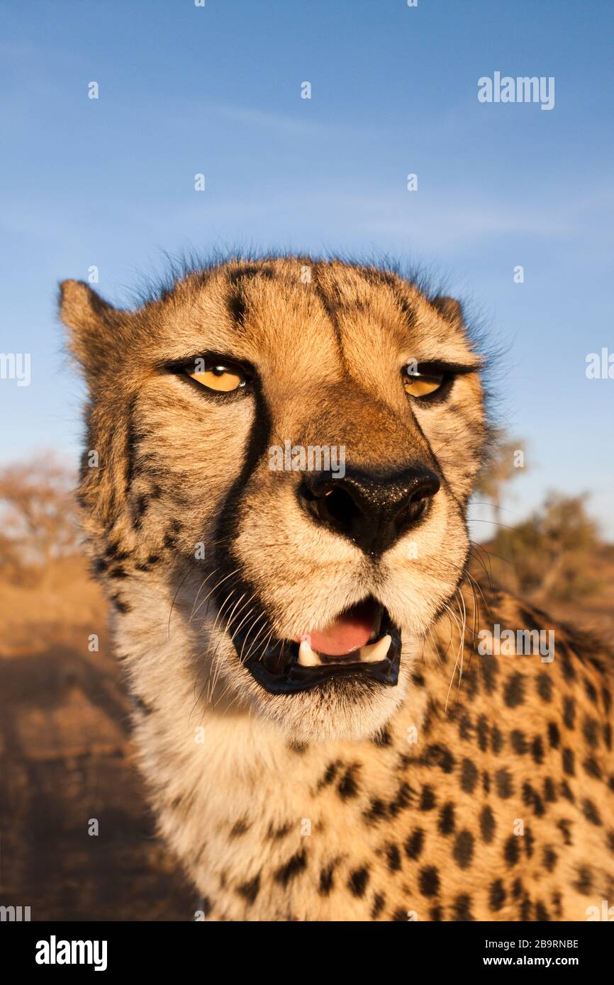 Male subadult Cheetah, Acinonyx jubatus, Kalahari Basin, Namibia Stock ...