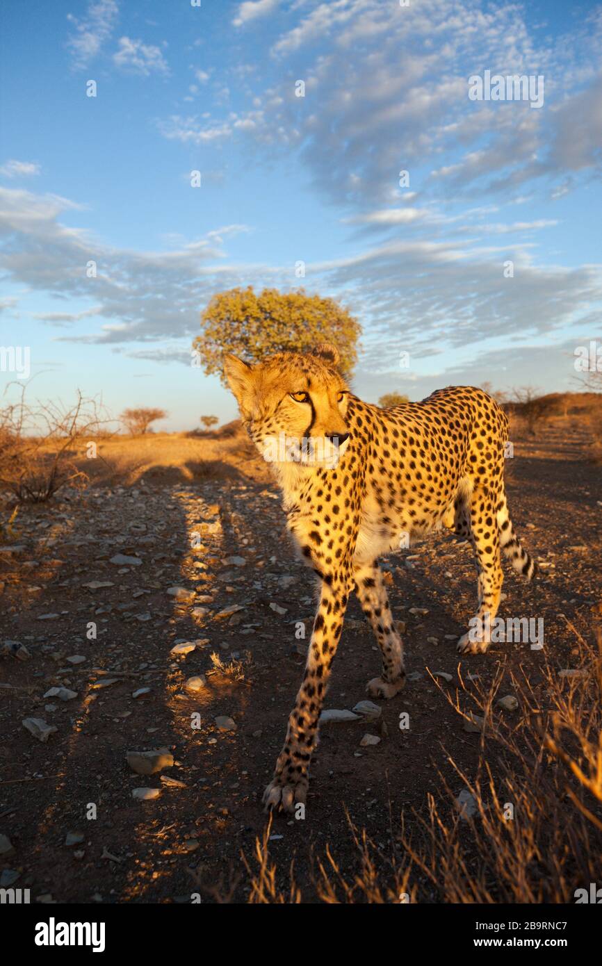 Male subadult Cheetah, Acinonyx jubatus, Kalahari Basin, Namibia Stock ...