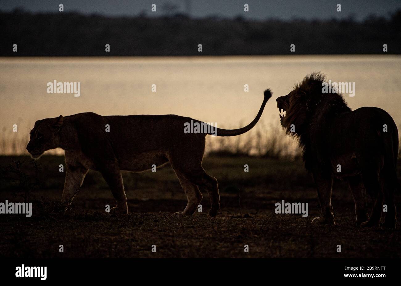 Male lion using Jacobson's organ to smell Stock Photo - Alamy