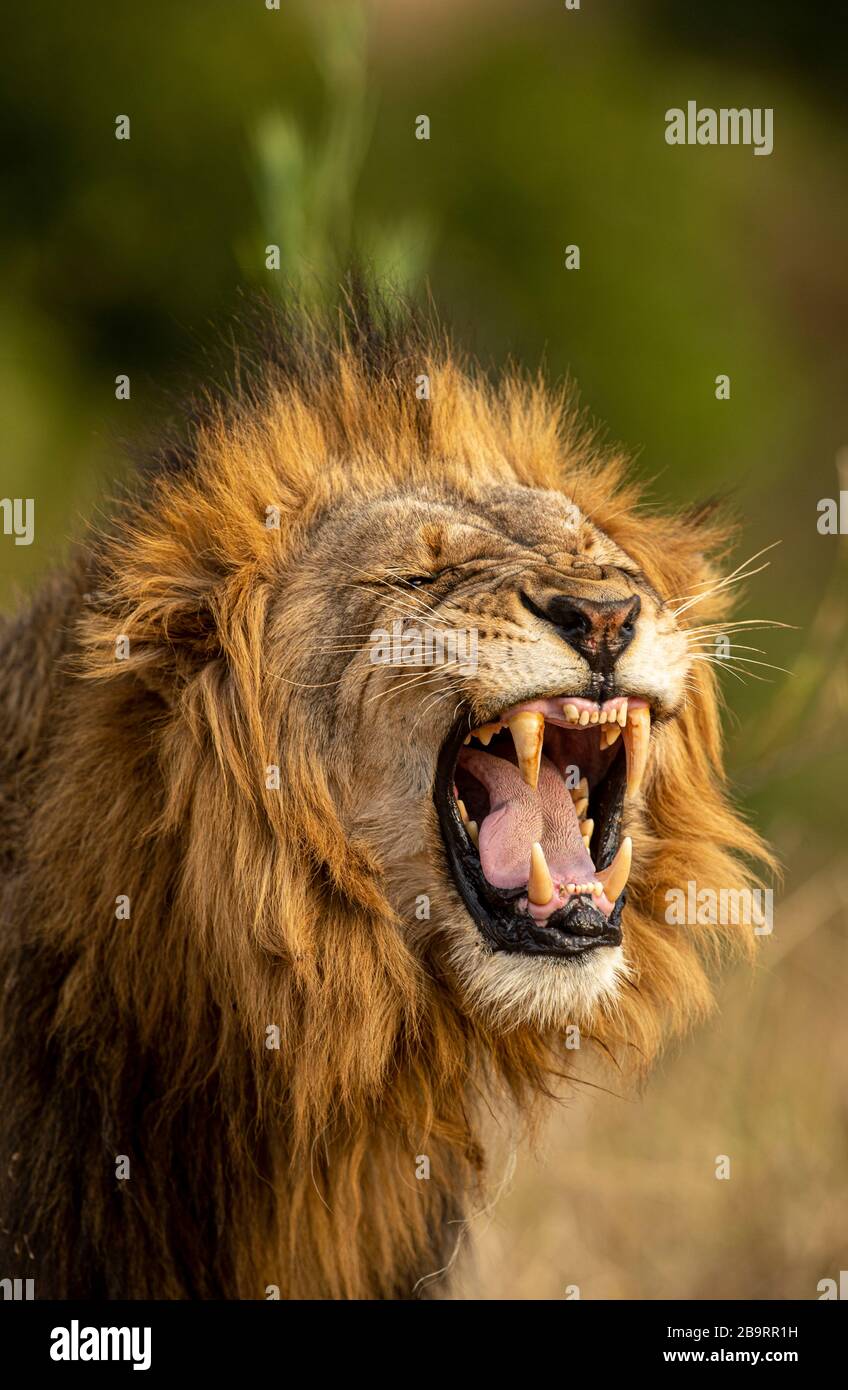 Male lion using Jacobson's organ to smell Stock Photo - Alamy