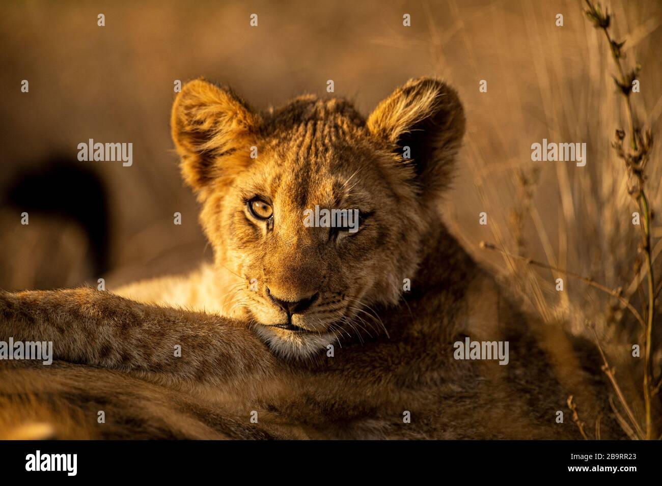 Male Lion Cub High Resolution Stock Photography and Images - Alamy