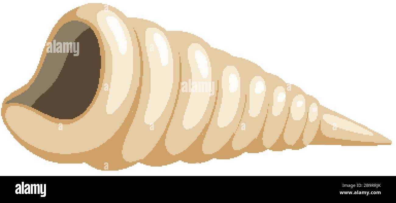White seashell on white background illustration Stock Vector Image ...