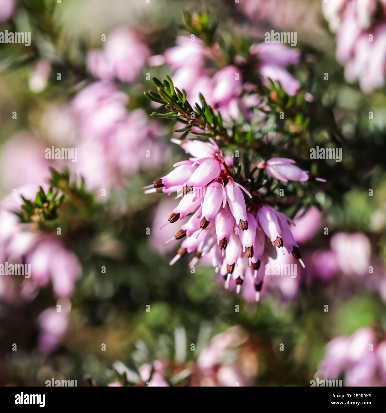 Pink Erica carnea flowers (winter Heath) in the garden in early spring ...