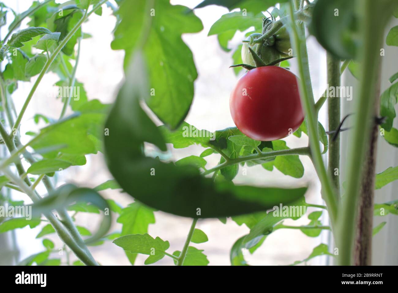 A red tomato is grown on a windowsill as a house plant. Vegetable ...