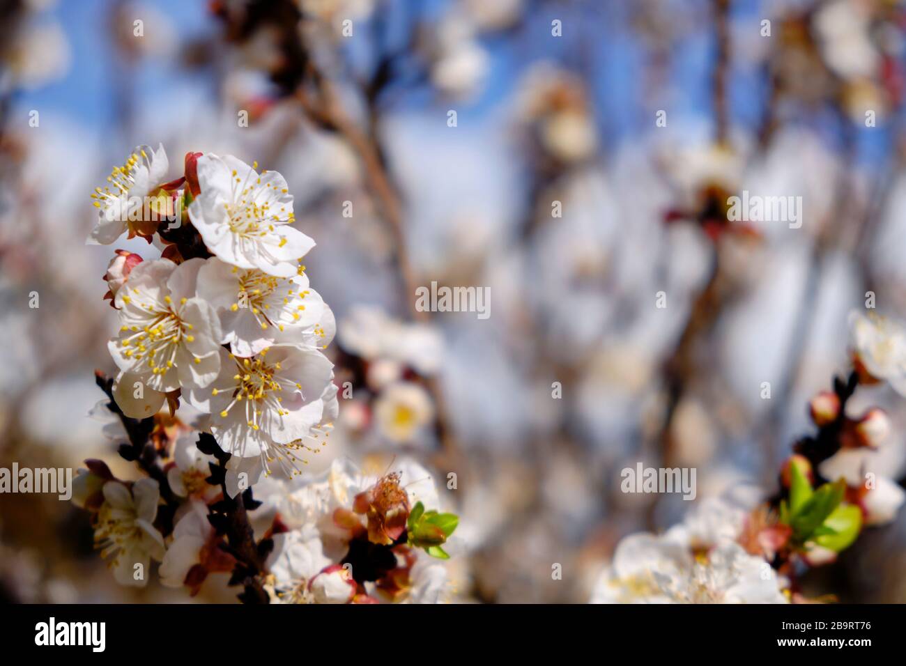 Apricot tree with flowers hi-res stock photography and images - Alamy