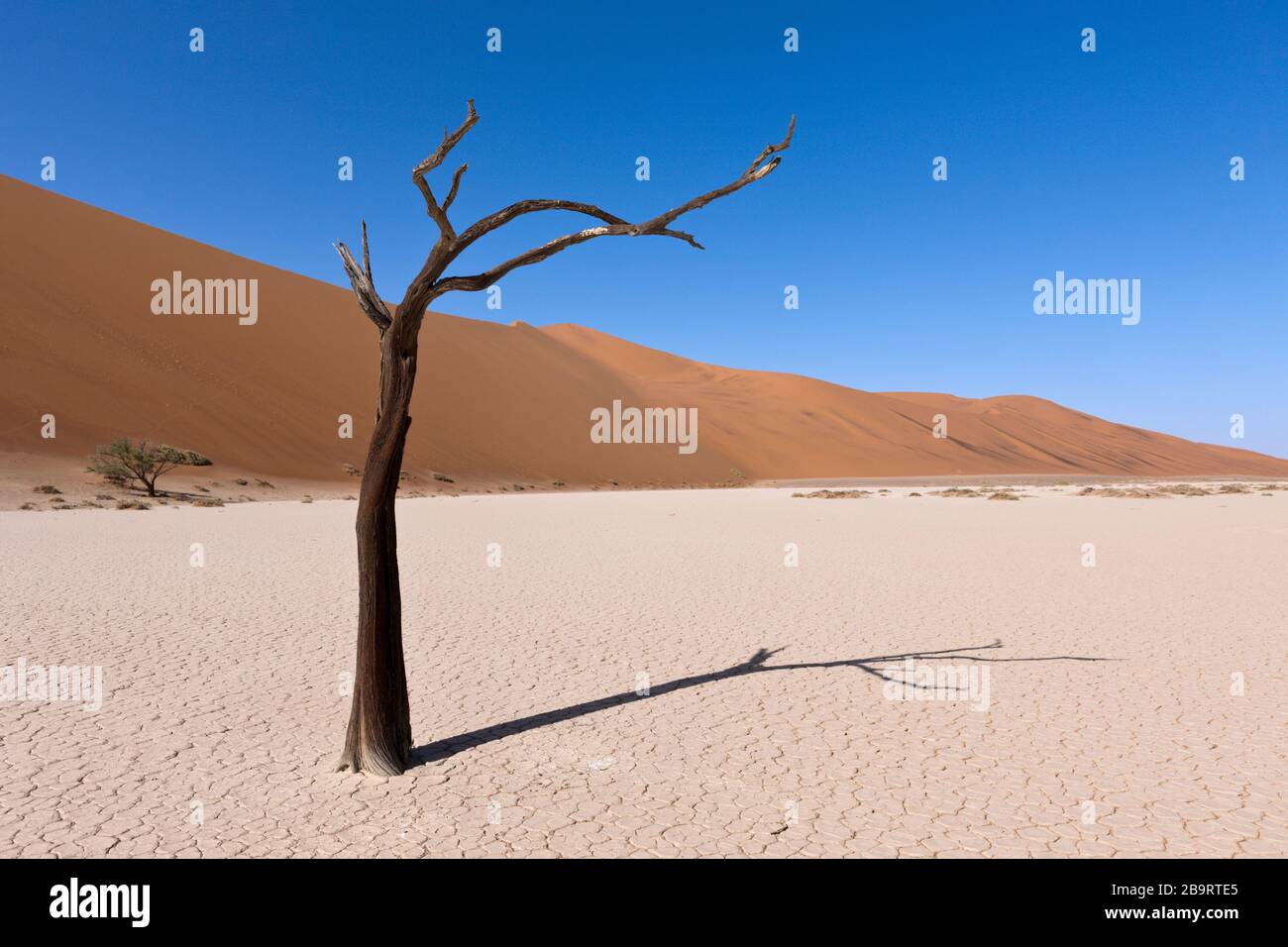 Dead Acacia Trees in Hiddenvlei, Namib Naukluft Park, Namibia Stock ...