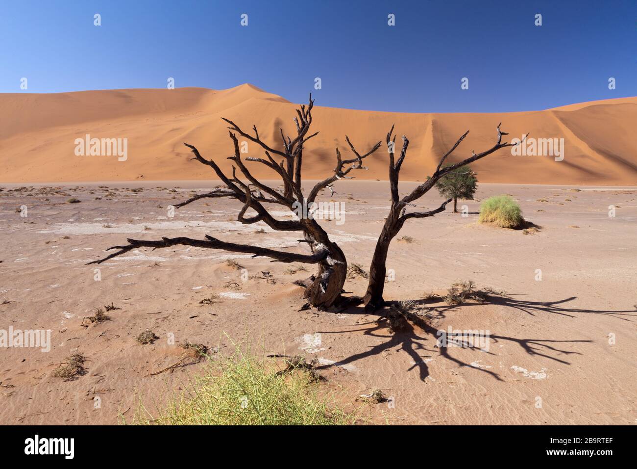 Dead Acacia Trees in Hiddenvlei, Namib Naukluft Park, Namibia Stock ...