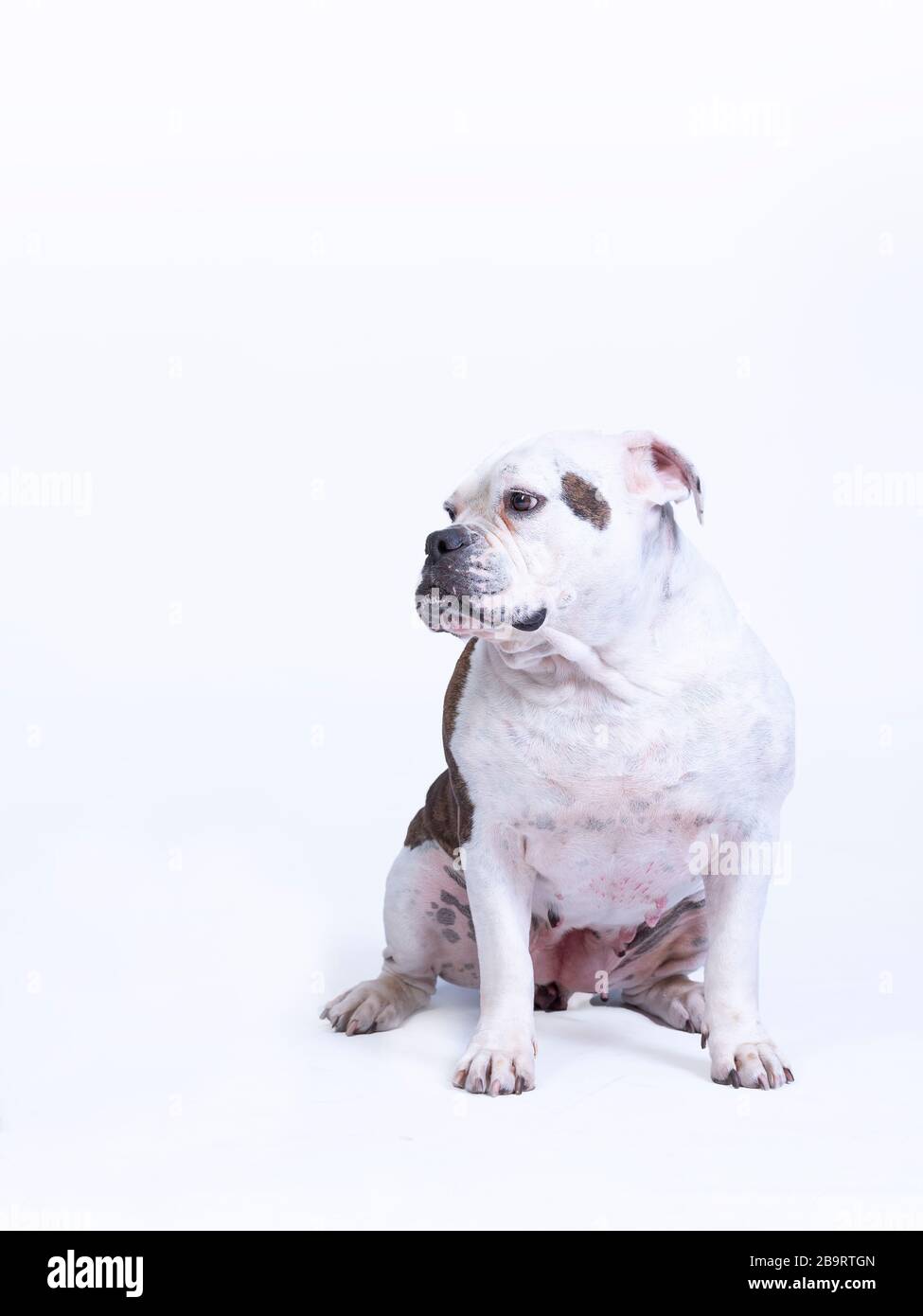 Portret of a large and beautiful old English bulldog breed dog looking ...