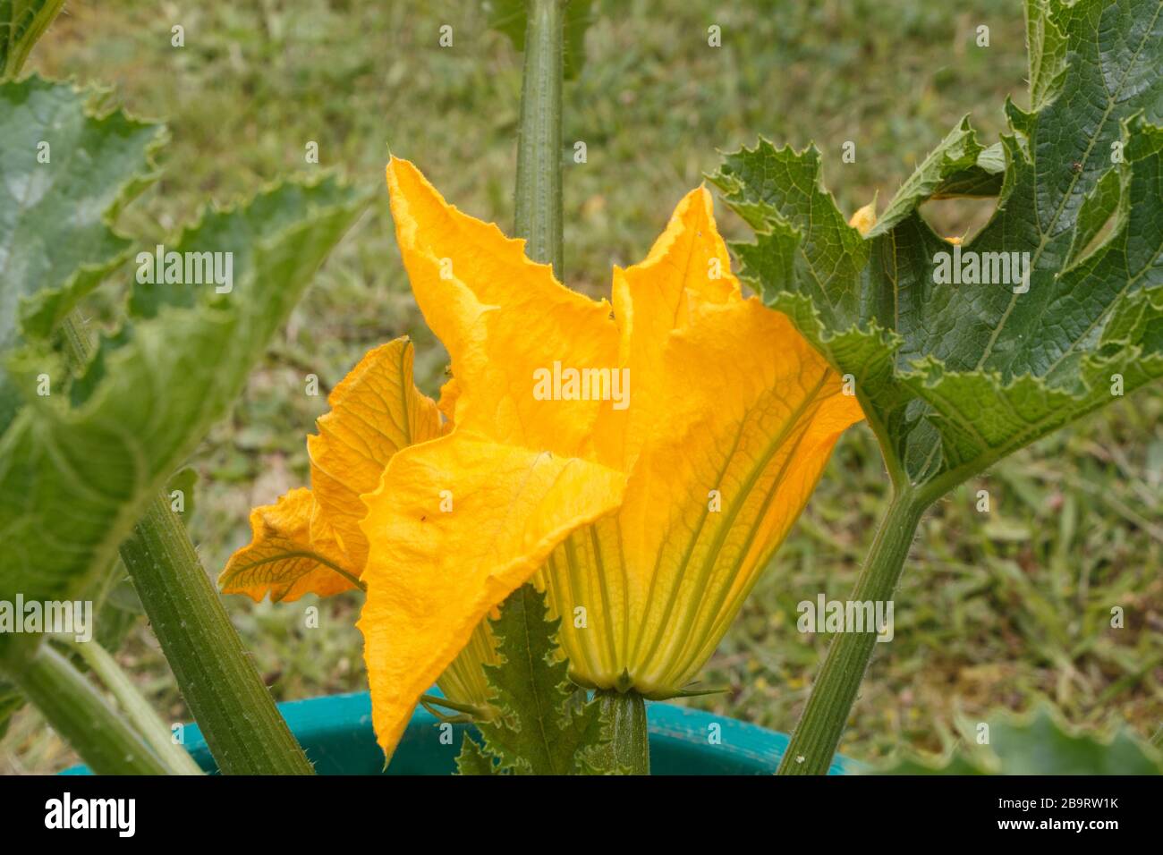 Yellow zucchini flower in a vegetable garden during spring Stock Photo ...