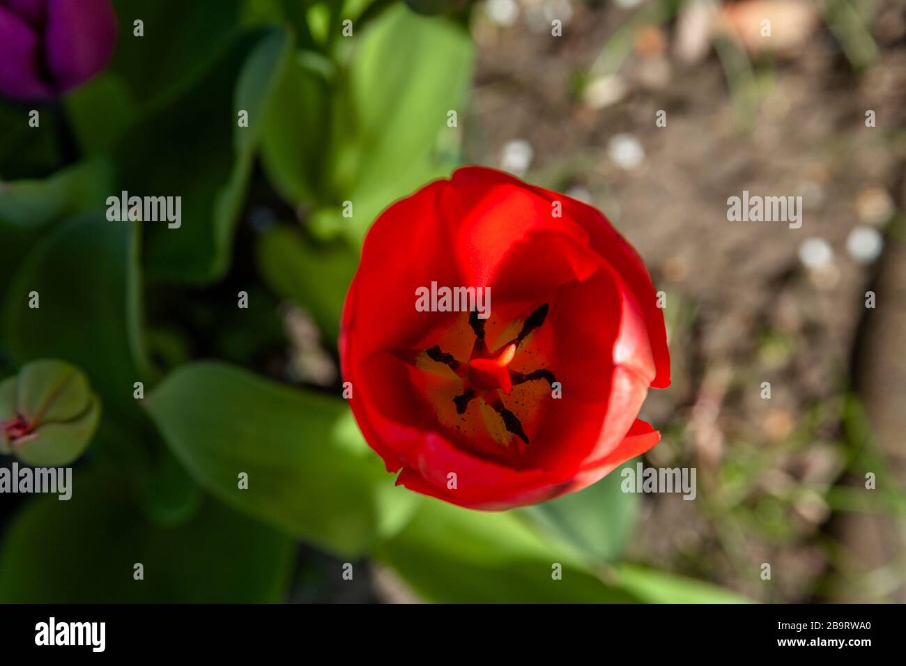 red tulip from above Stock Photo - Alamy