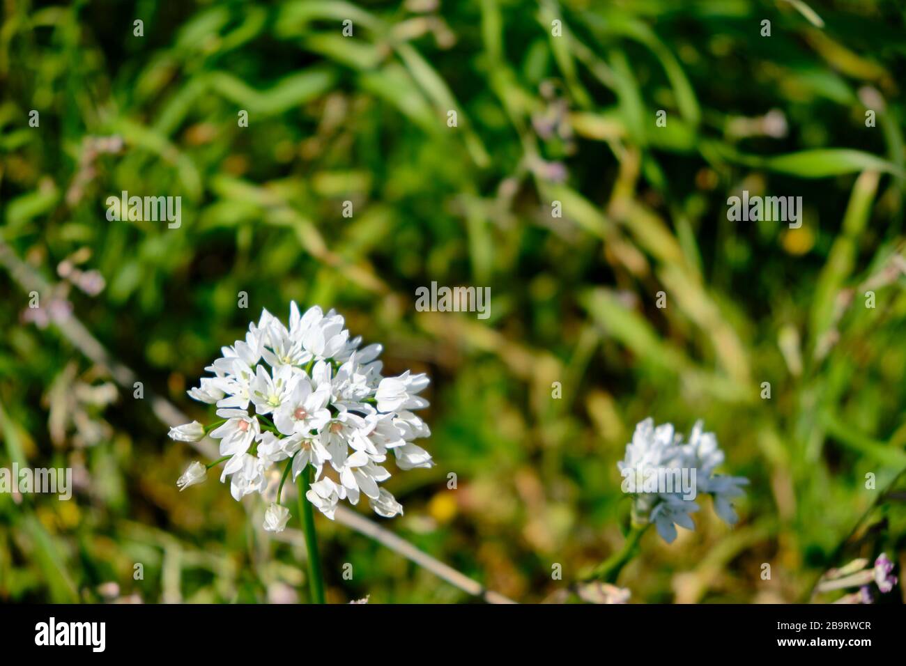 Flowers of many flowered garlic allium pollyanthum Stock Photo - Alamy