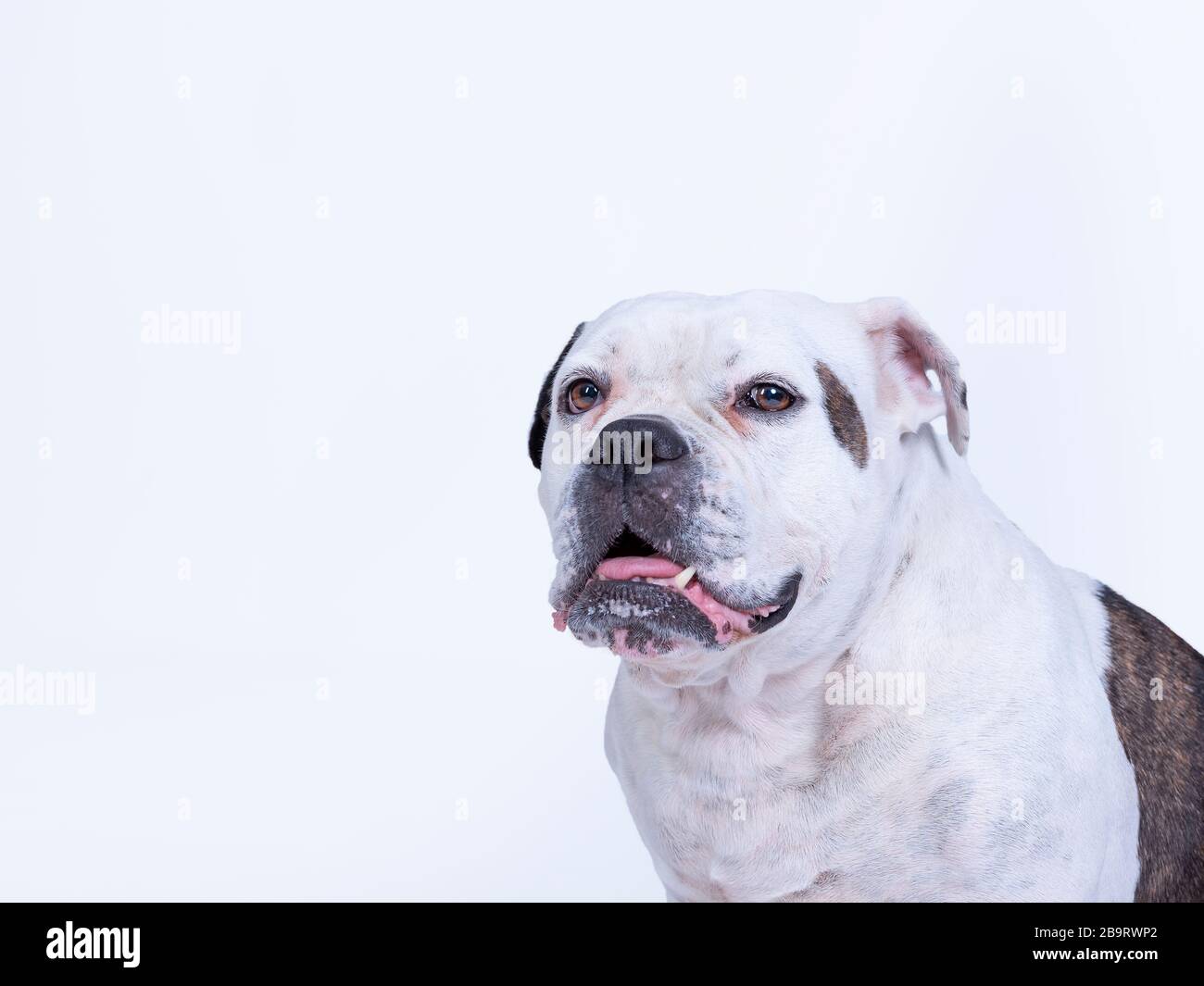Head shot of a large and beautiful English bulldog breed dog looking ...
