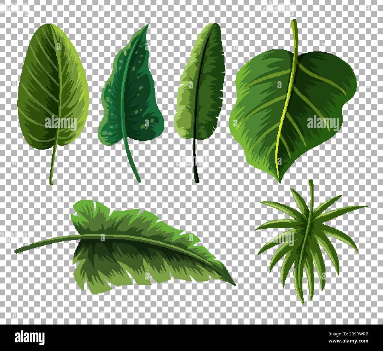 Set of different types of green leaves on transparent background ...