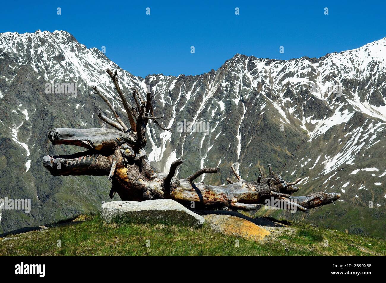 Austria, Tirol, funny tree stump in Austrian alps Stock Photo - Alamy